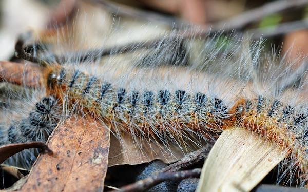 Processionary Caterpillar (Bag-shelter moth) | Project Noah
