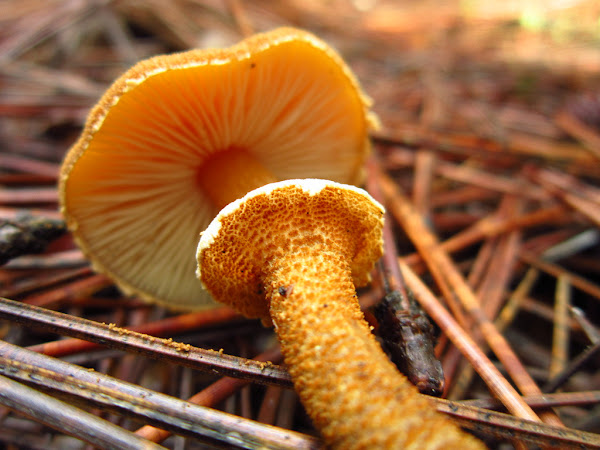 Cystoderma fallax | Project Noah