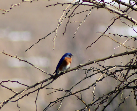 Eastern Bluebird | Project Noah