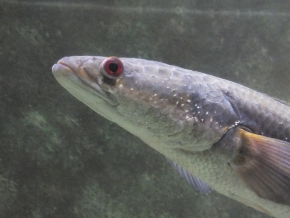 Snakehead | Project Noah