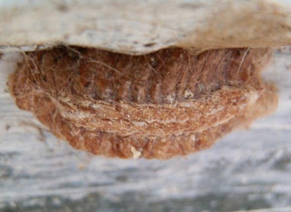 Mantis Ootheca | Project Noah