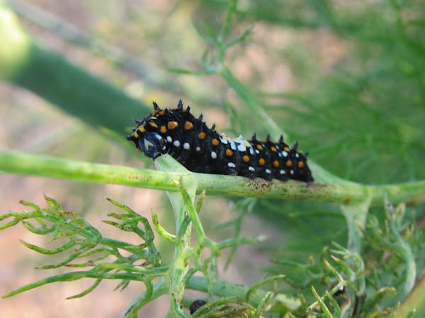 Anise Swallowtail 2nd instar larvae | Project Noah
