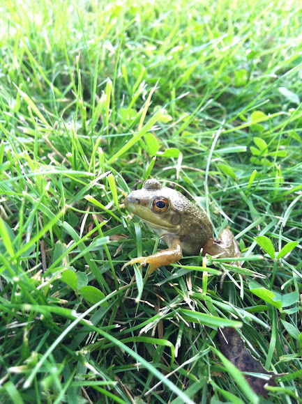 Spotting | Project Noah