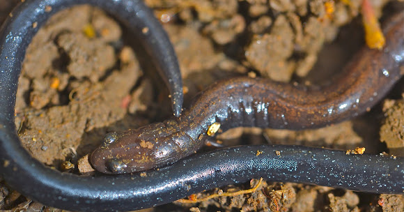 Salamander/Worm Salamander | Project Noah