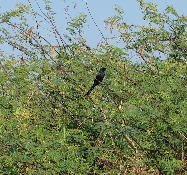 black drongo | Project Noah