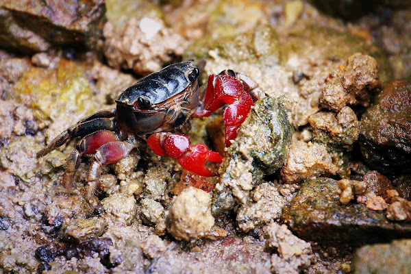 Neosarmatium smithi (邁納新脹蟹 ) | Project Noah