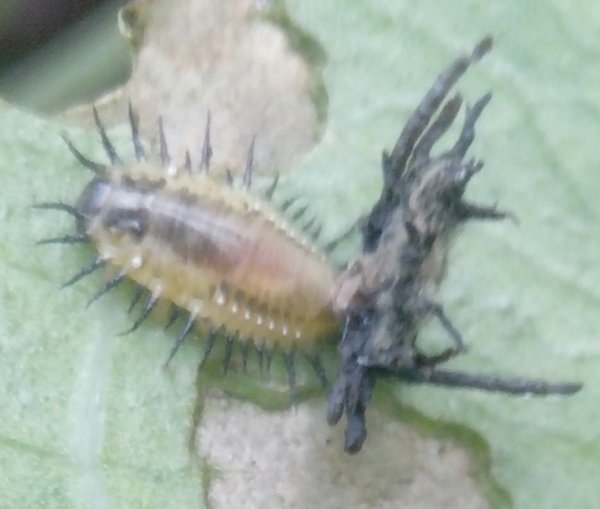 Tortoise beetle larvae | Project Noah