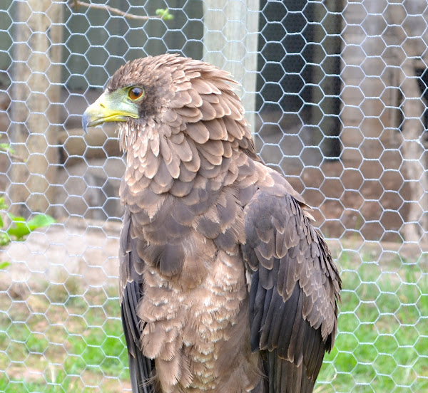 Bateleur Eagle | Project Noah