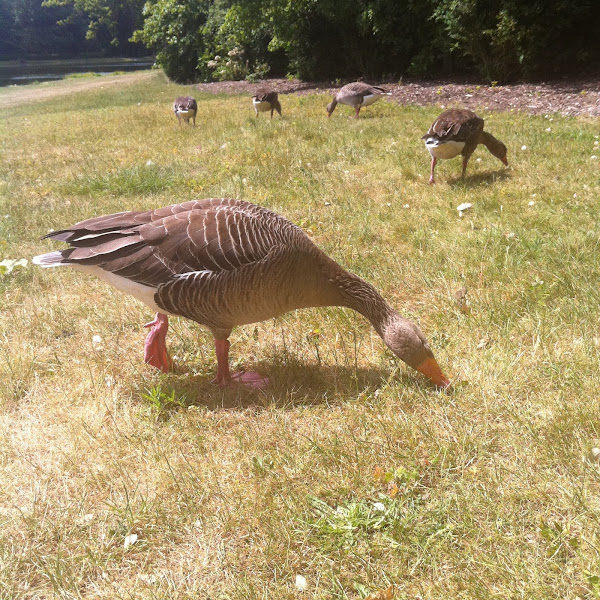 Greylag Goose | Project Noah