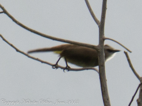 Yellow-vented Bulbul | Project Noah