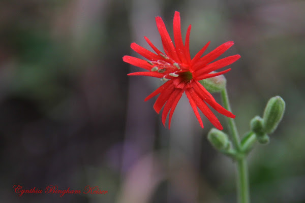 Cardinal Catchfly | Project Noah