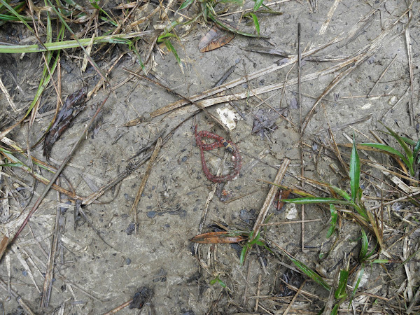 Redback Coffee Snake | Project Noah