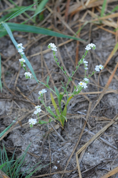 Fragrant popcorn flower | Project Noah