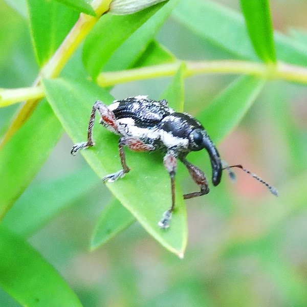 Long-nosed weevils | Project Noah