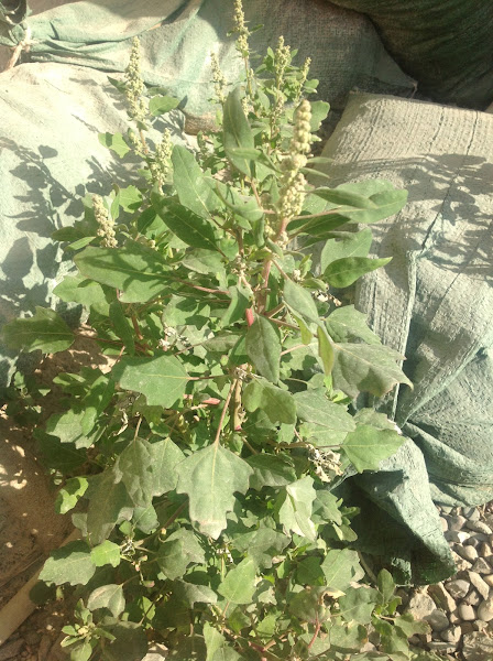 Goosefoot | Project Noah