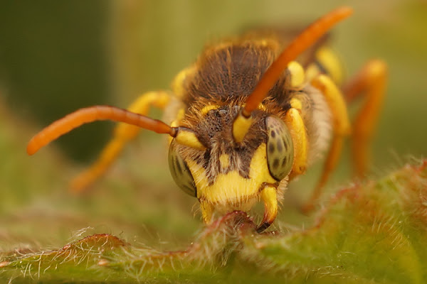 Nomada fucata | Project Noah