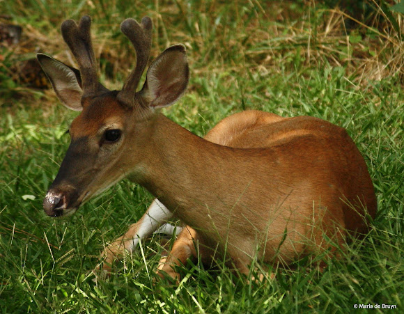 White-tailed deer, yearling buck | Project Noah