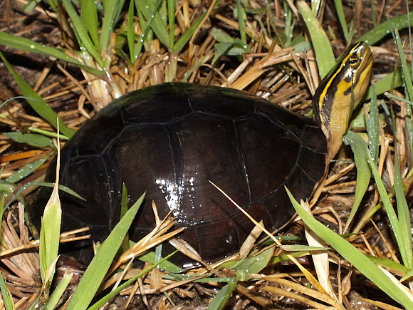 Malayan Box Turtle | Project Noah