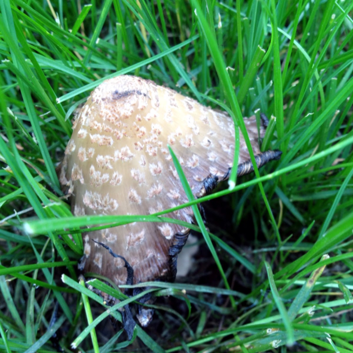 Scaly ink cap | Project Noah