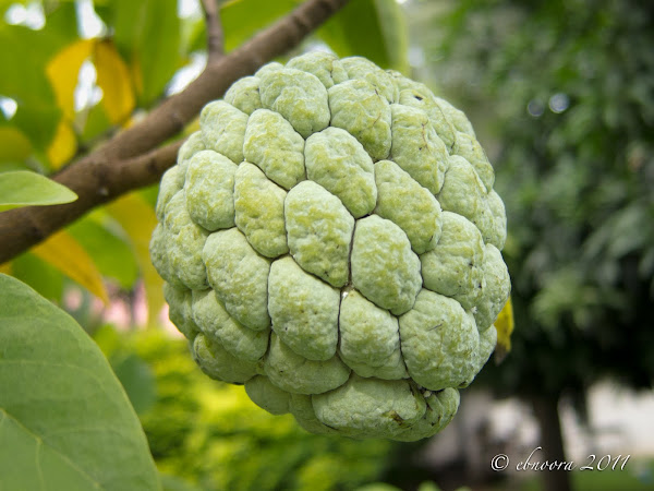 Atis, Sugar-apple | Project Noah