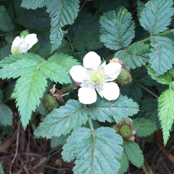 West Indian Raspberry | Project Noah