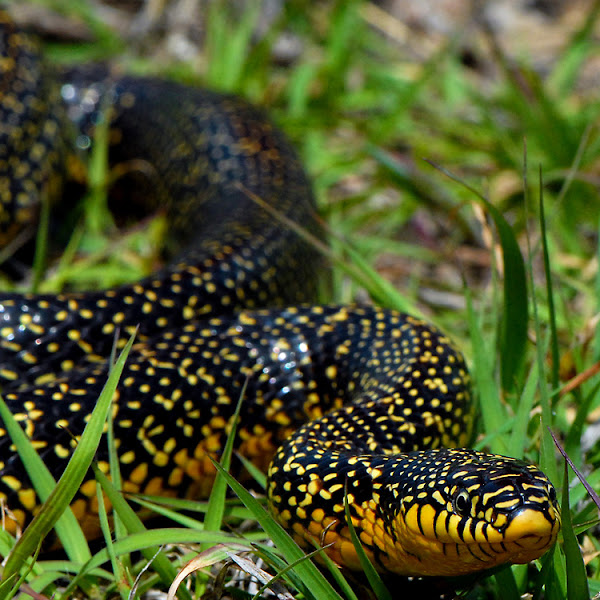 Speckled Kingsnake | Project Noah