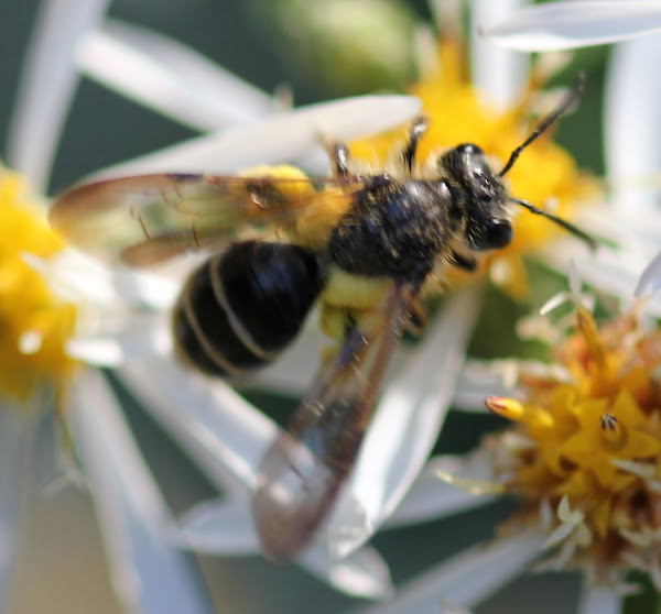 zebra bee | Project Noah