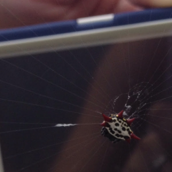 Spiny Orb-weaver | Project Noah