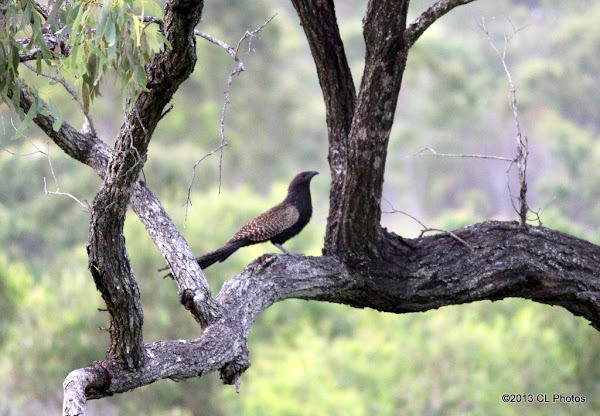 Pheasant Coucal (MALE) | Project Noah