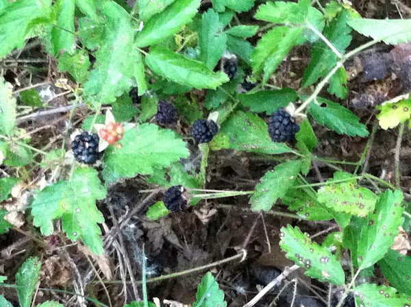 Blackberry | Project Noah