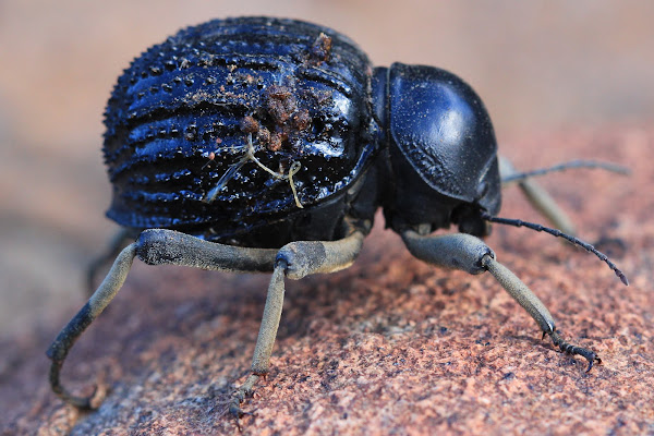 Toktokkie | Project Noah