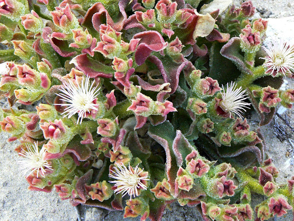 Common Ice Plant | Project Noah