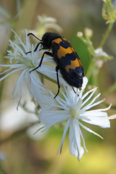 Oliekever, Blister beetle | Project Noah