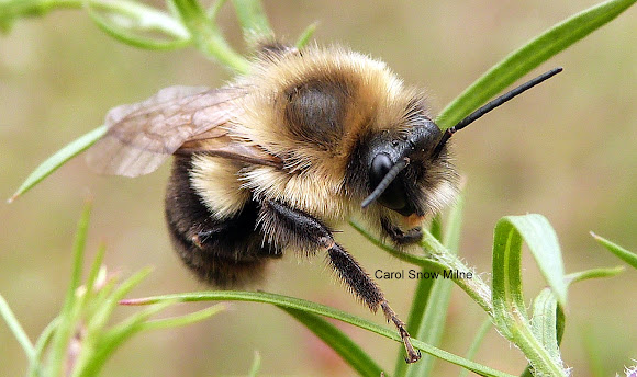 Common Eastern Bumblebee | Project Noah