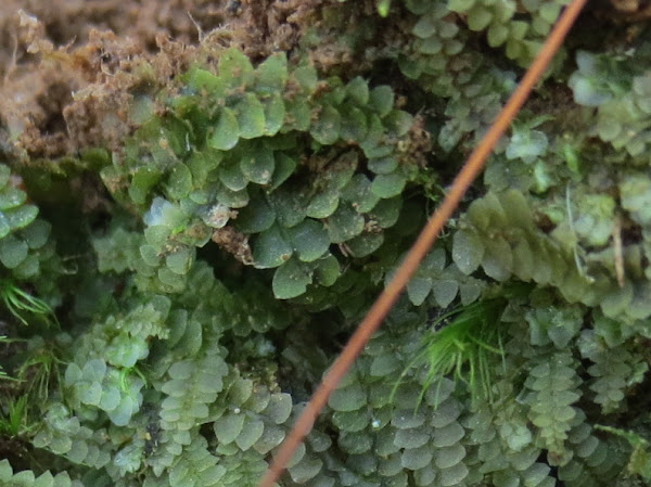 Leafy liverwort | Project Noah