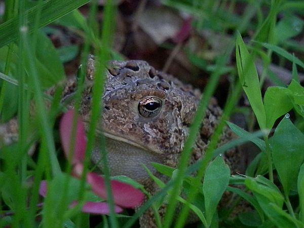 Fowler's Toad | Project Noah