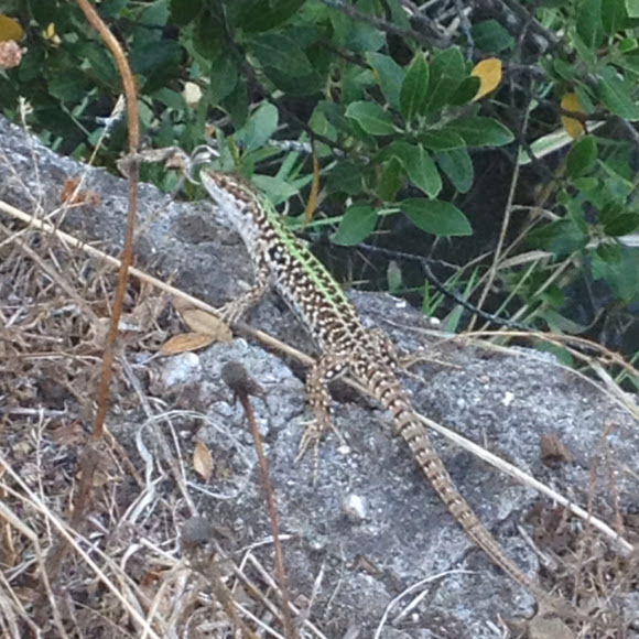 Italian wall lizard - lucertola italiana | Project Noah