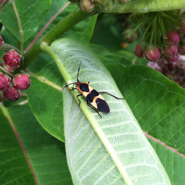 large milkweed bug | Project Noah