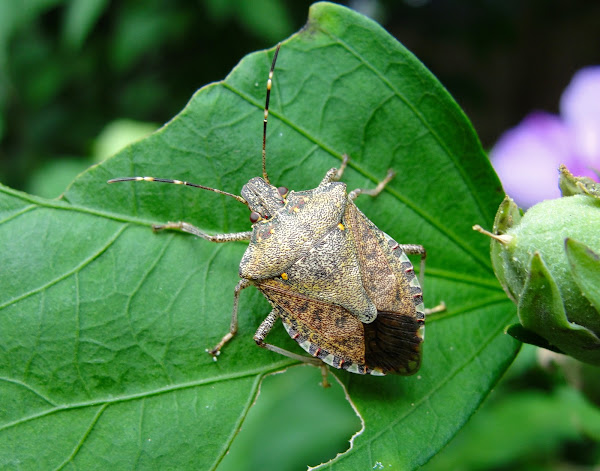 Brown Marmorated Stink Bug | Project Noah
