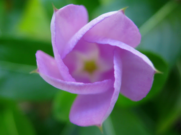 Madagascar Periwinkle (purple) | Project Noah