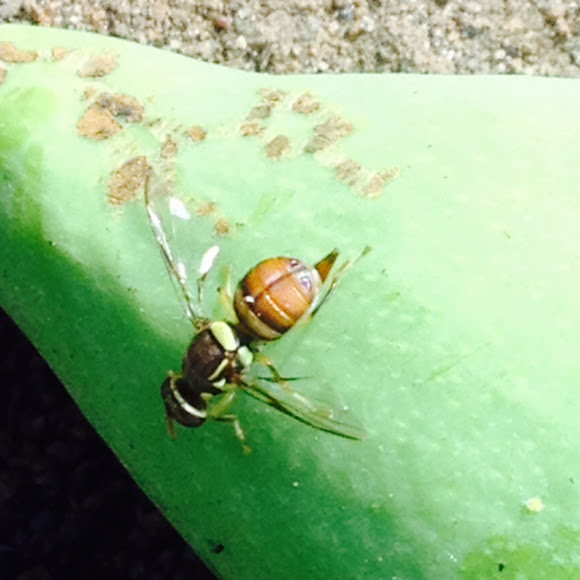 Guava fruit fly | Project Noah