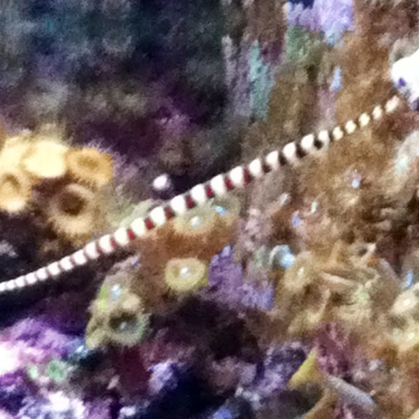 Pipefish | Project Noah