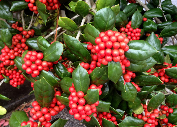 Burford holly | Project Noah