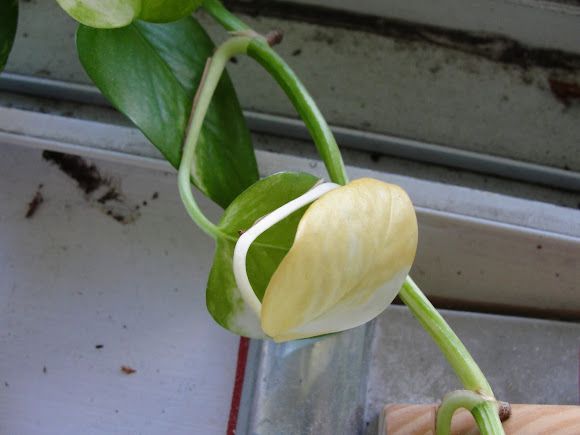 Albino Pothos leaf | Project Noah