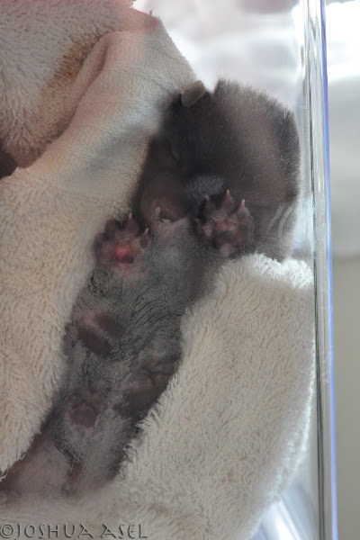 Baby Grey Fox(es) | Project Noah
