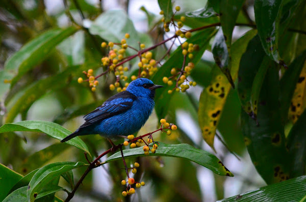 Blue Dacnis, Mielero Azul | Project Noah