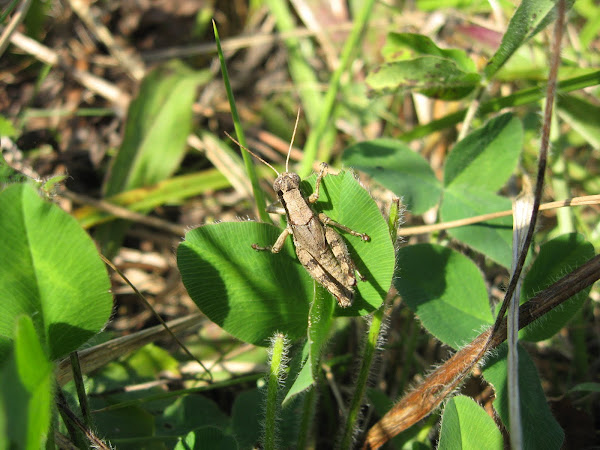 Grasshopper | Project Noah