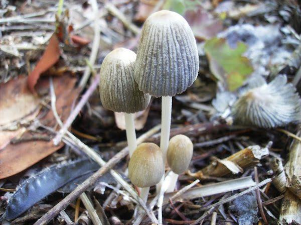 Inky Cap | Project Noah