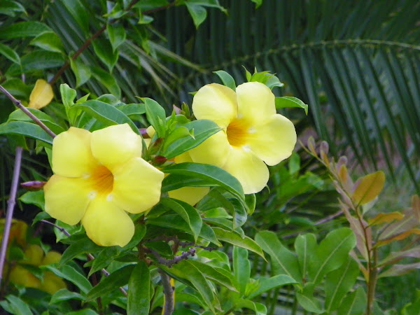Dwarf Allamanda | Project Noah