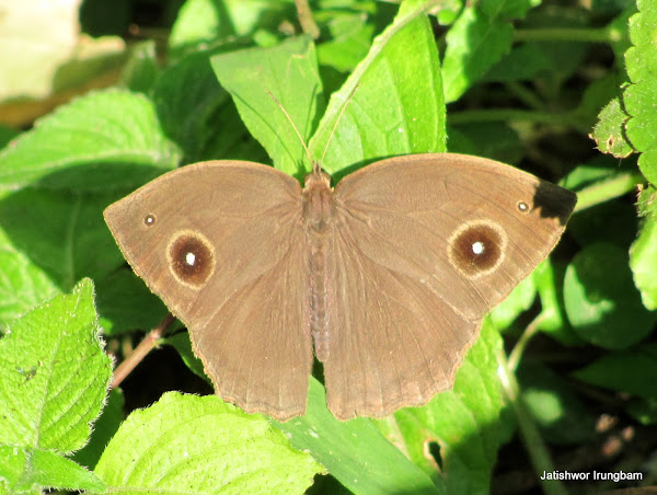 Common BushBrown | Project Noah